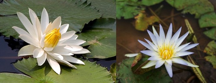 The Lotus in Ancient Egypt – The Curious Egyptologist