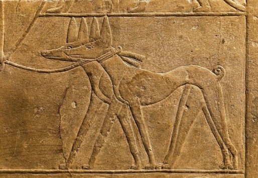 Dogs in Ancient Egypt – The Curious Egyptologist
